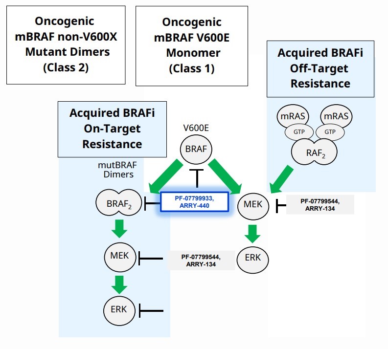 BRAF Dimer Inhibitor V600 and BRAF Class 2/3 | Pfizer Oncology Development Website